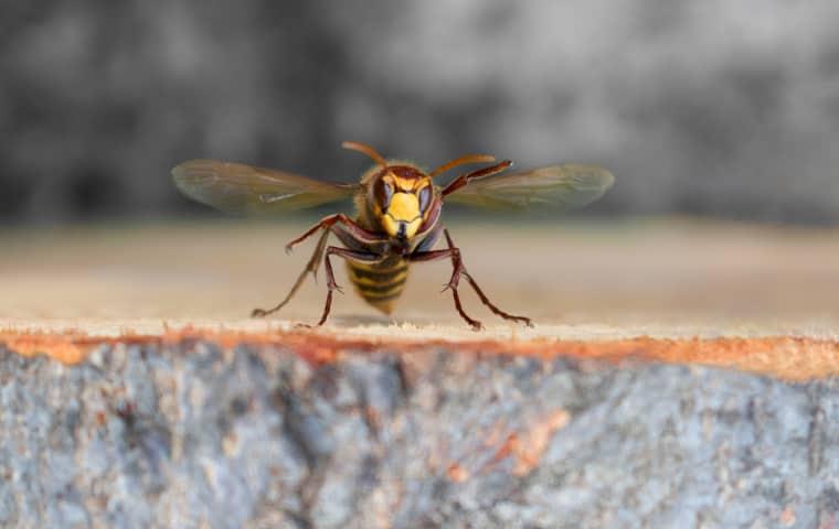 Hornet Infestations: The Dangers And How To Prevent Them In New Haven