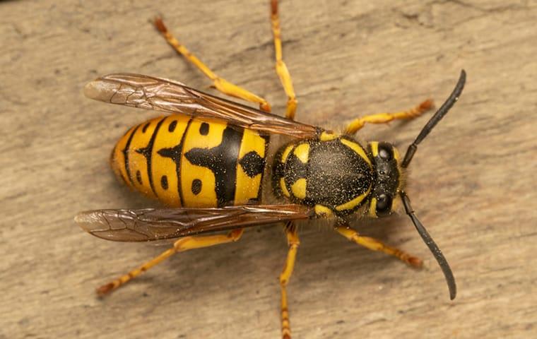 Blog - Don't Let Stinging Insects Ruin Your Fourth Of July!