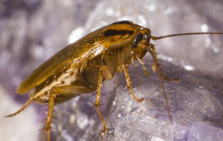 Blog - Everything New Haven Homeowners Need To Know About German ...