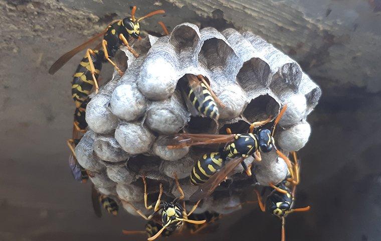 Blog - A Helpful Guide To Paper Wasp Control