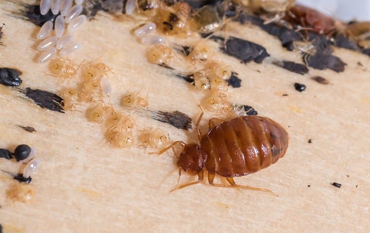 Blog - Beating Bed Bugs In New Haven: Strategies For Swift And ...